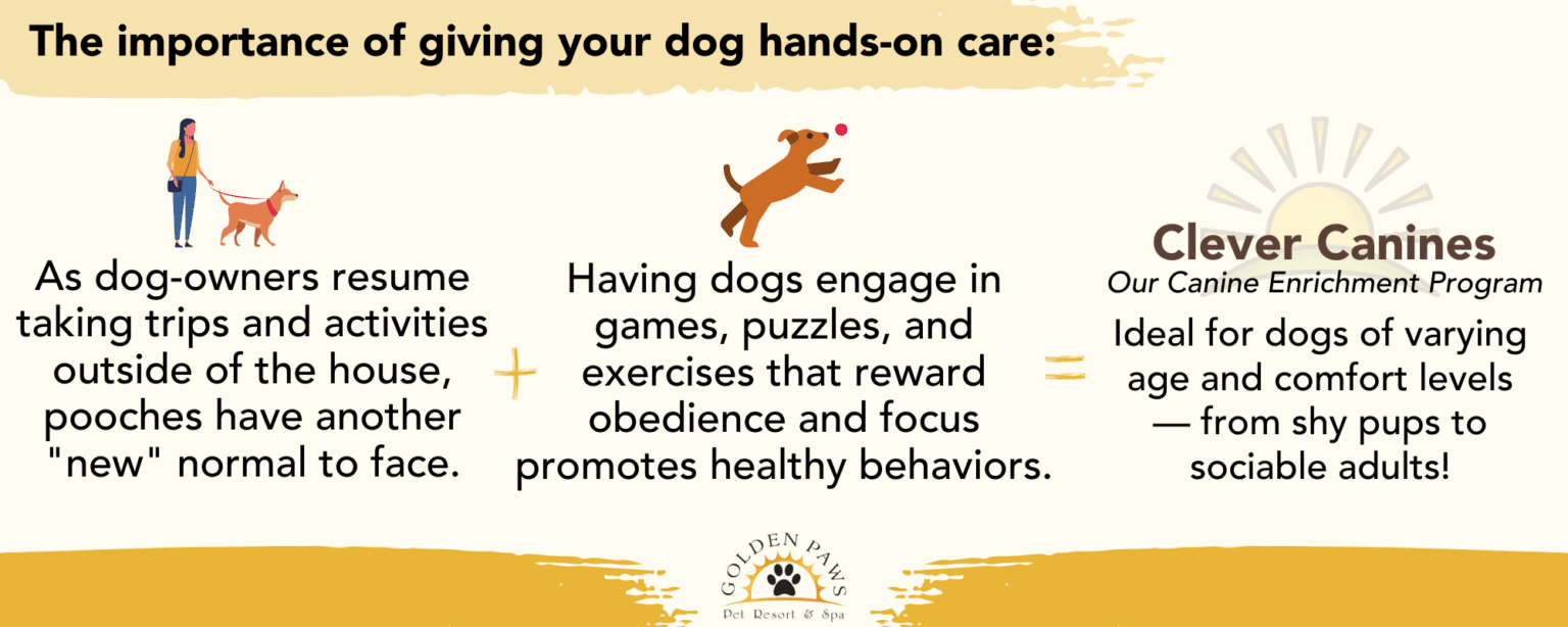 Clever Canines Enrichment Program | Whole New Ballgame!