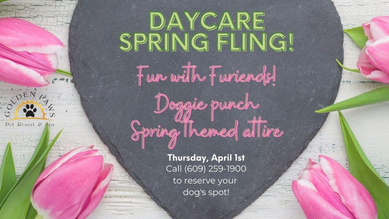 Daycare Spring Fling - Golden Paws Pet Resort and Spa