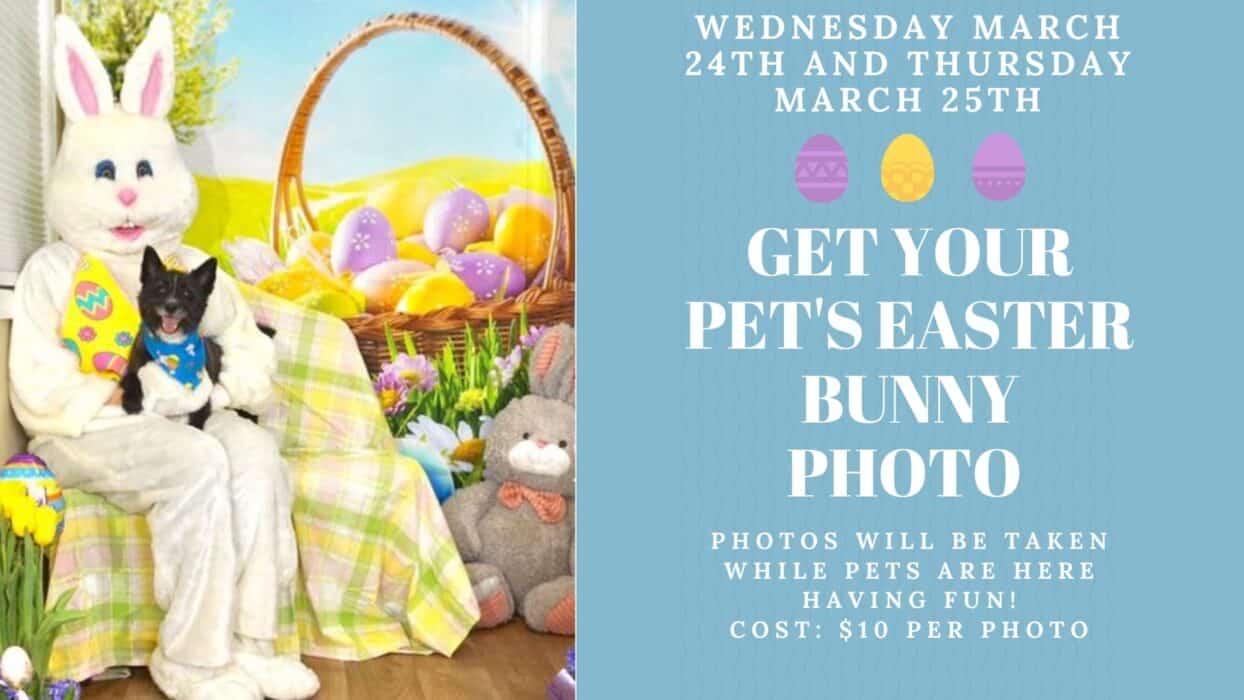 Easter Bunny Pet Photos - Golden Paws Pet Resort and Spa