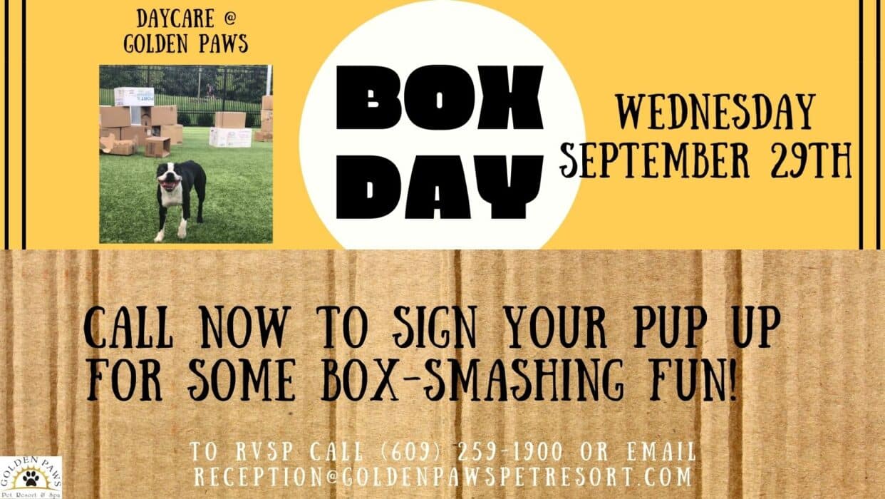 Daycare Box Day September - Golden Paws Pet Resort and Spa