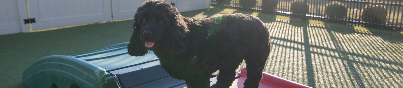 Gallery - Golden Paws Pet Resort and Spa