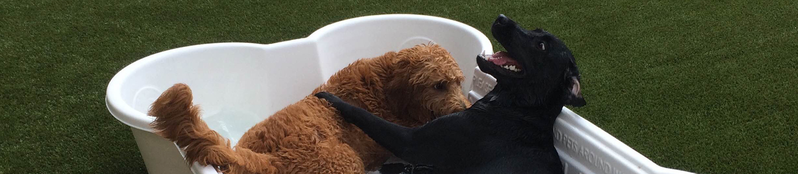 Gallery - Golden Paws Pet Resort and Spa