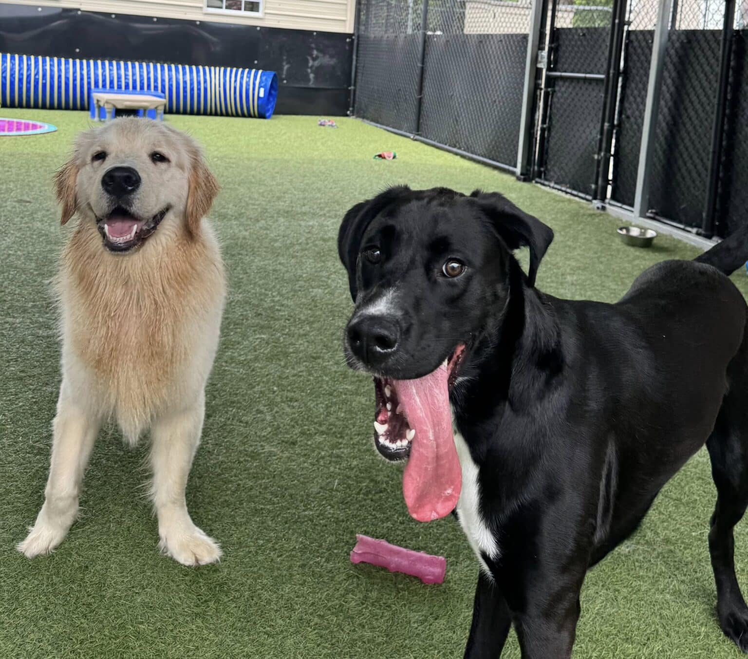 Why Doggie Daycare is a Lifesaver for Busy Pet Parents in Robbinsville, NJ - Golden Paws Pet ...
