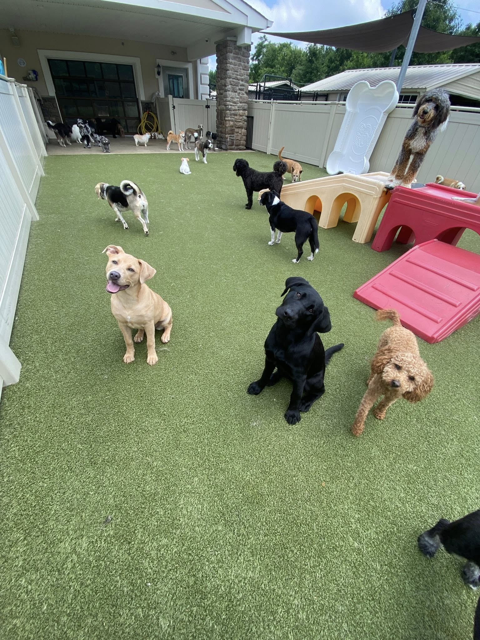 Why Doggie Daycare is a Lifesaver for Busy Pet Parents in Robbinsville ...